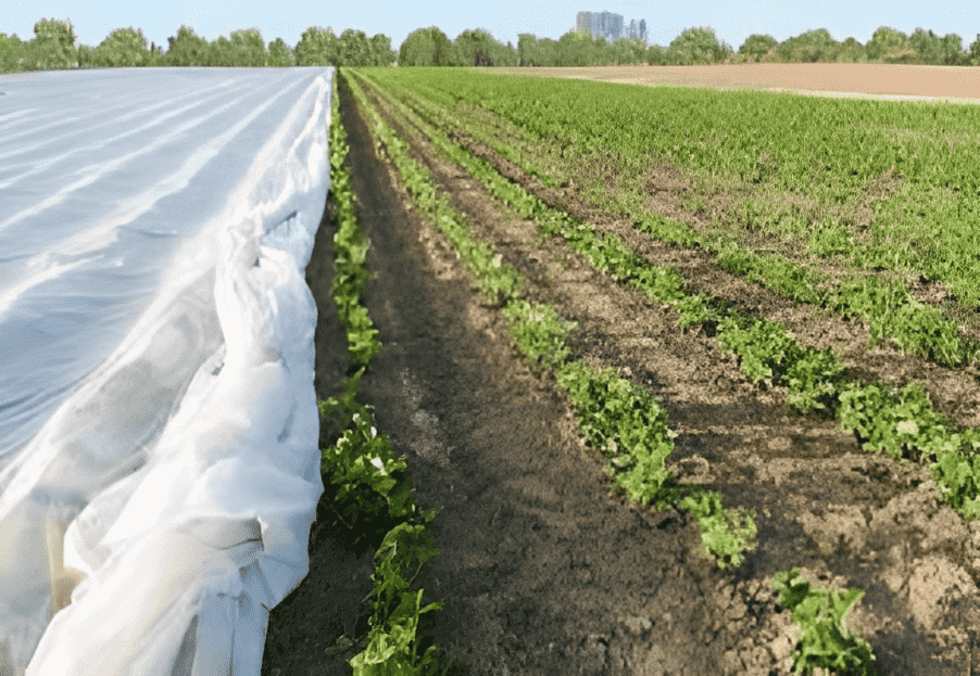 Agriculture Crop Cover Non Woven Fabric | Best quality non woven crop ...