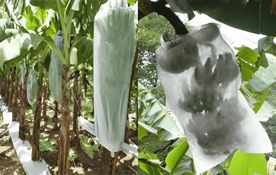 Agriculture Banana Bunch Cover Non Woven Fabric